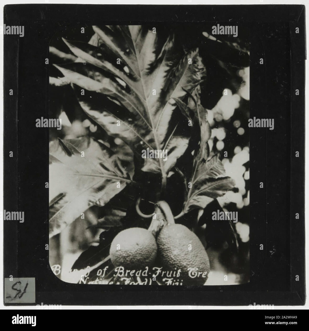 Lantern Slide - Bread-Fruit Tree, Fiji, circa 1930s, Lantern slide ...