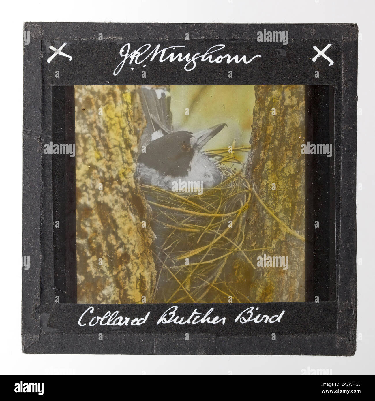 Australian butcher bird hi-res stock photography and images - Alamy