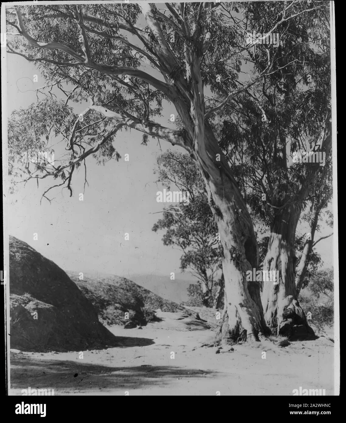 Eucalyptus gigantea common hi-res stock photography and images - Alamy