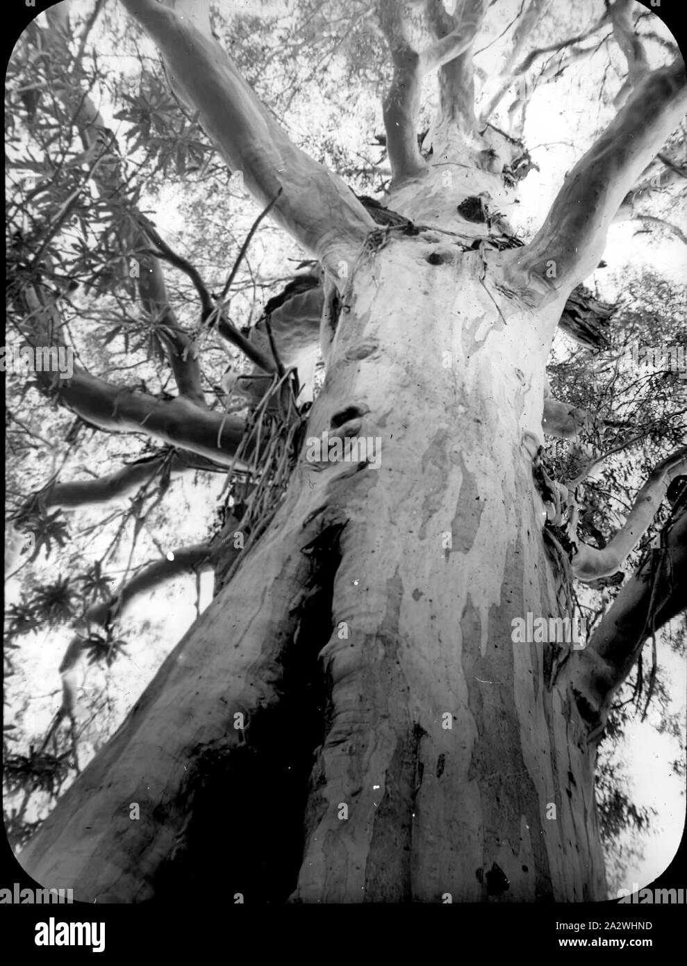 Candlebark gum hi-res stock photography and images - Alamy