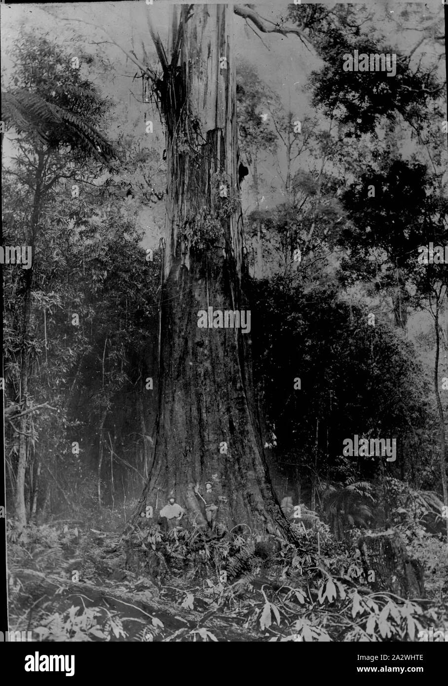 Lantern Slide - Giant Ash Tree, Olinda, Victoria, 1890, Black and white ...