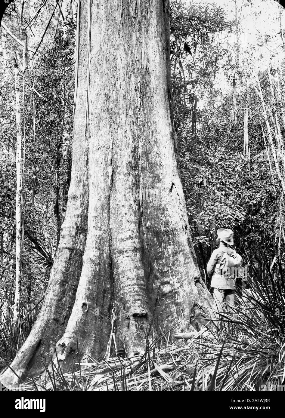 Tree slide hi-res stock photography and images - Alamy