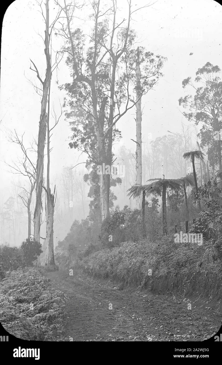 Messmate trees hi-res stock photography and images - Alamy