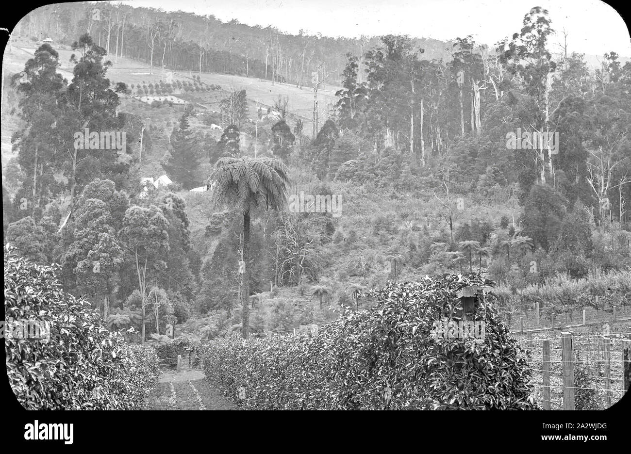 Lantern Slide - Sassafras Valley, Dandenongs, Victoria, 1900, Black and ...