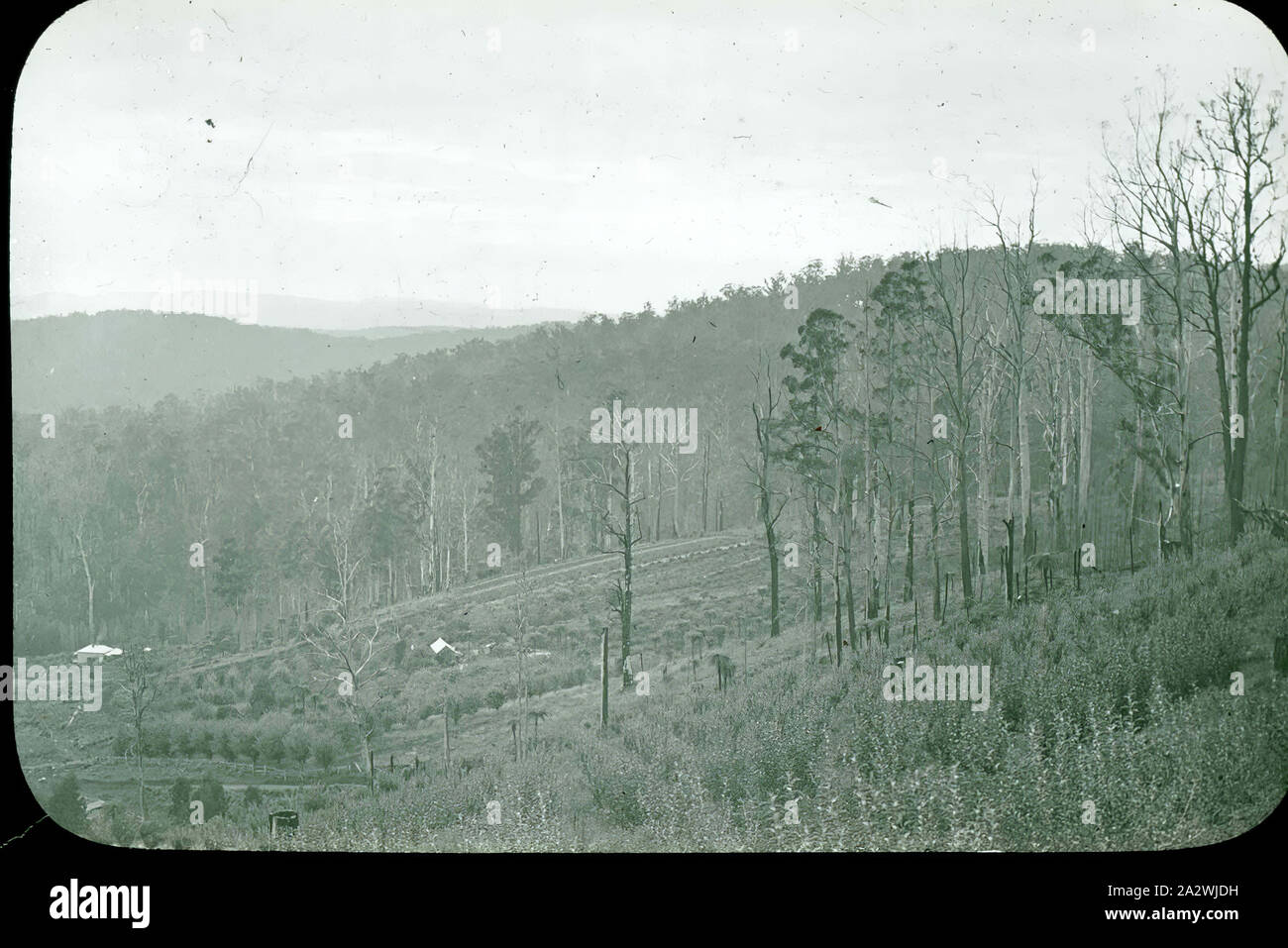 Lantern Slide - Sassafras Valley, Dandenongs, Victoria, 1905, Black and ...