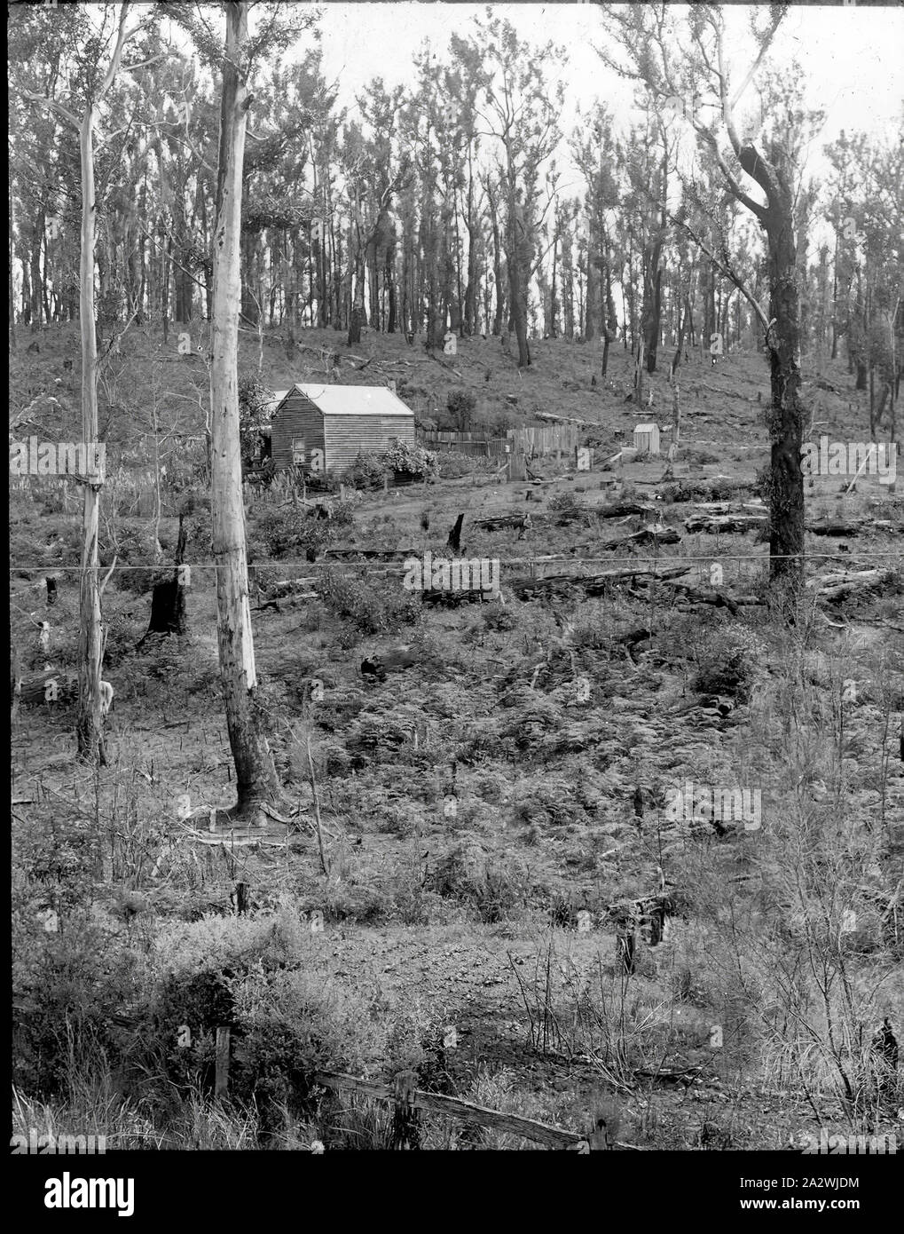 Sassafras victoria hi-res stock photography and images - Alamy