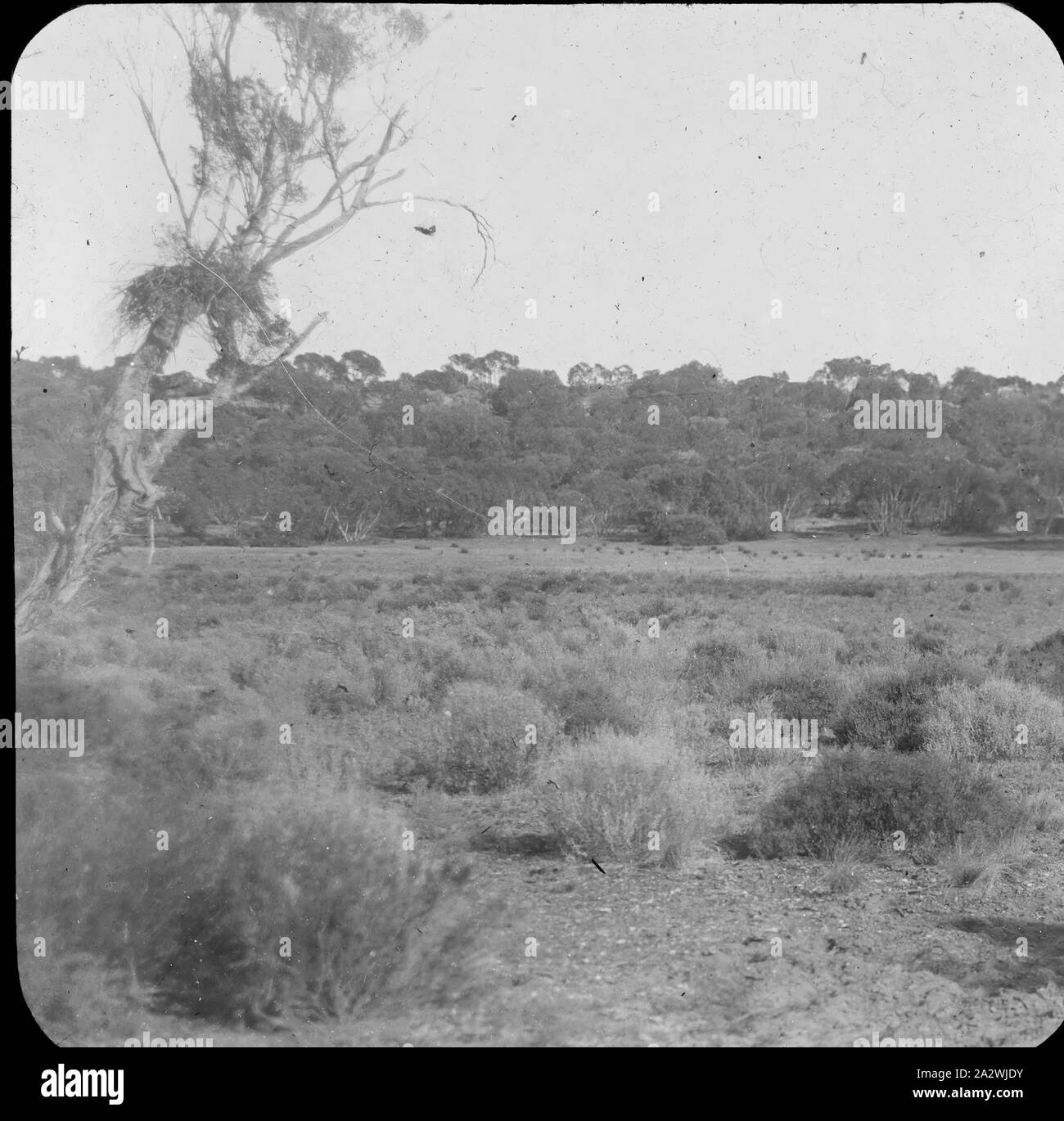 Scrub turpentine hi-res stock photography and images - Alamy