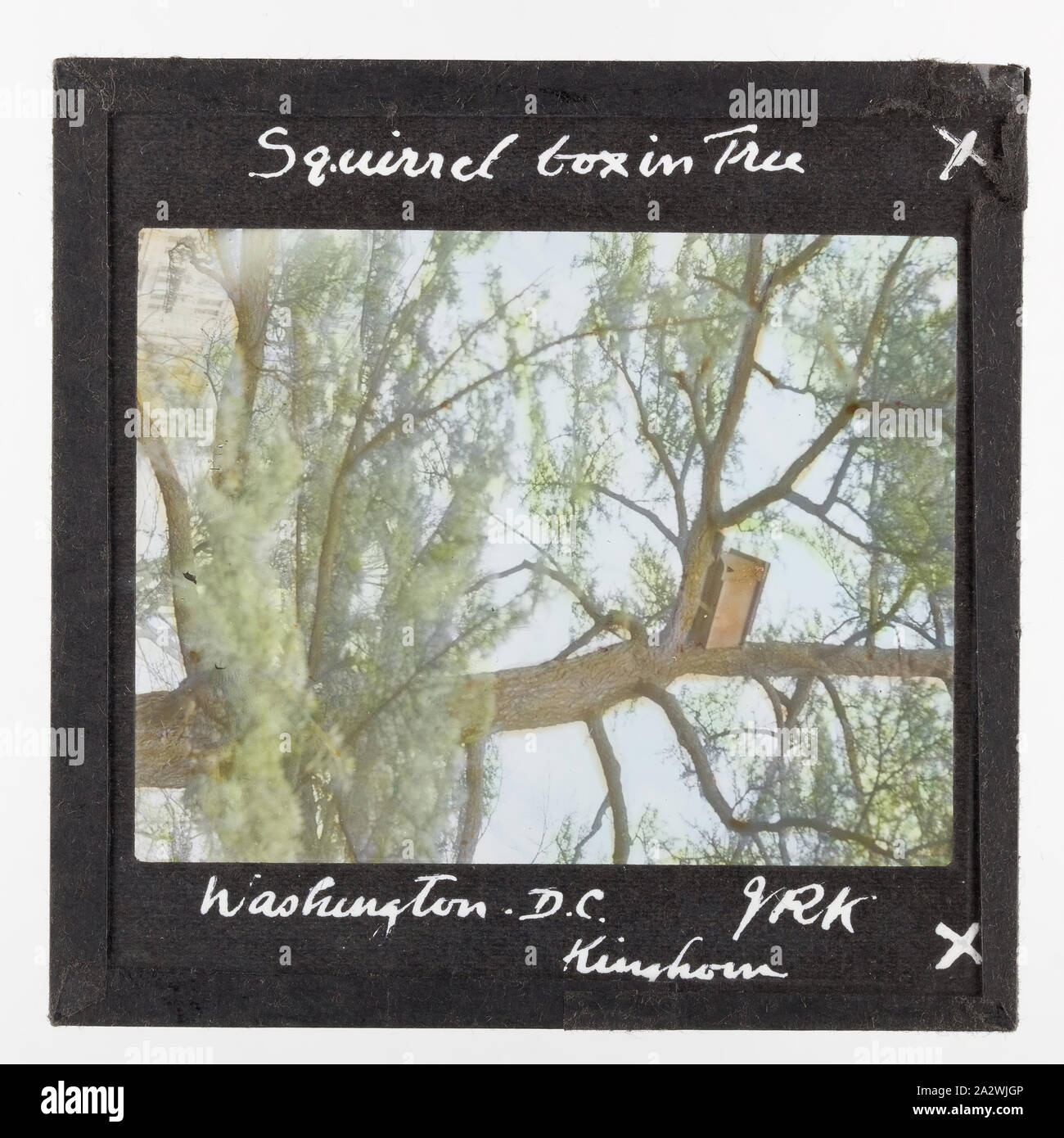 Lantern Slide - 'Squirrel Box in Tree', Washington, 1920-1940, Coloured ...