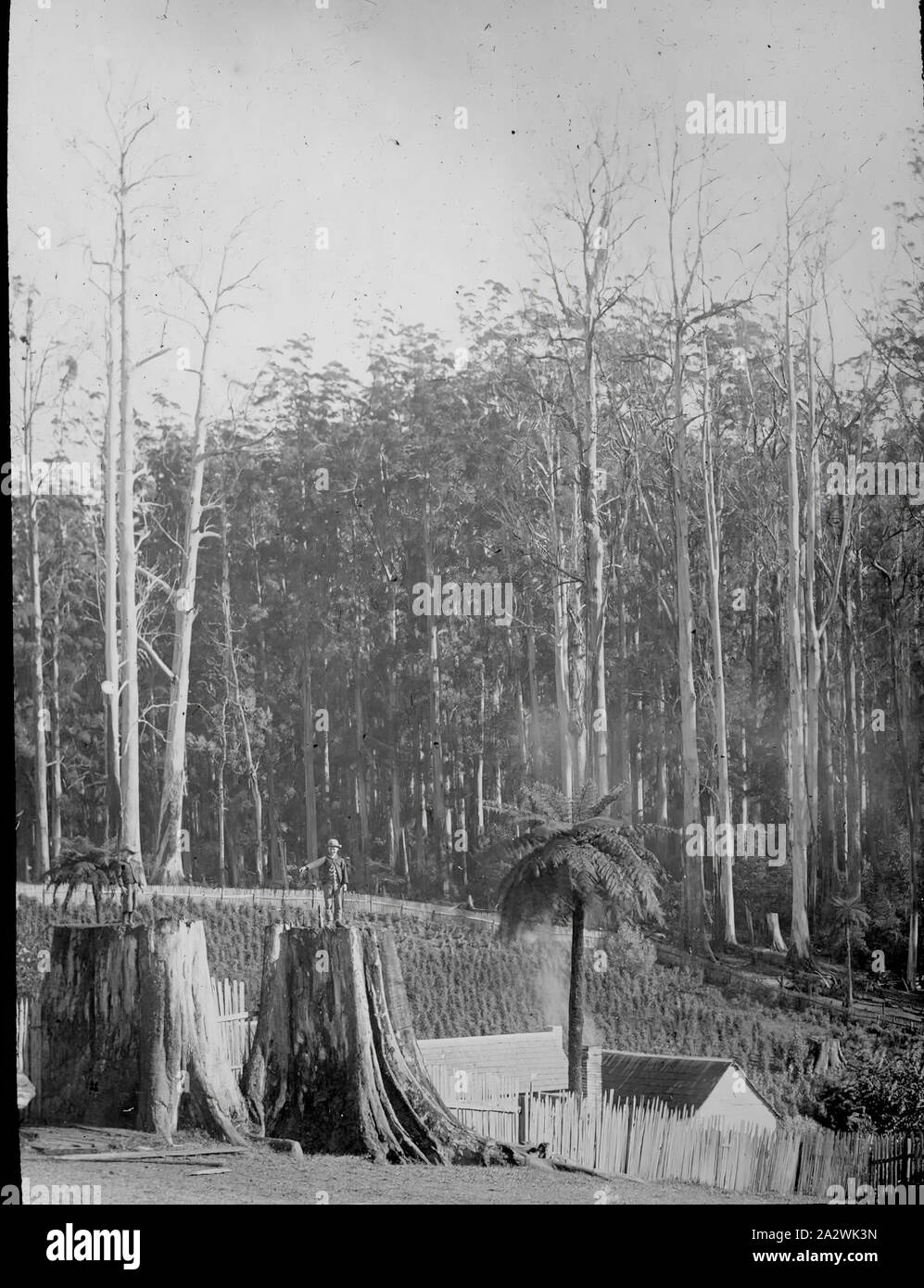 Lantern Slide - Tree Stumps, Neerim, Victoria, 1900, Black and white ...