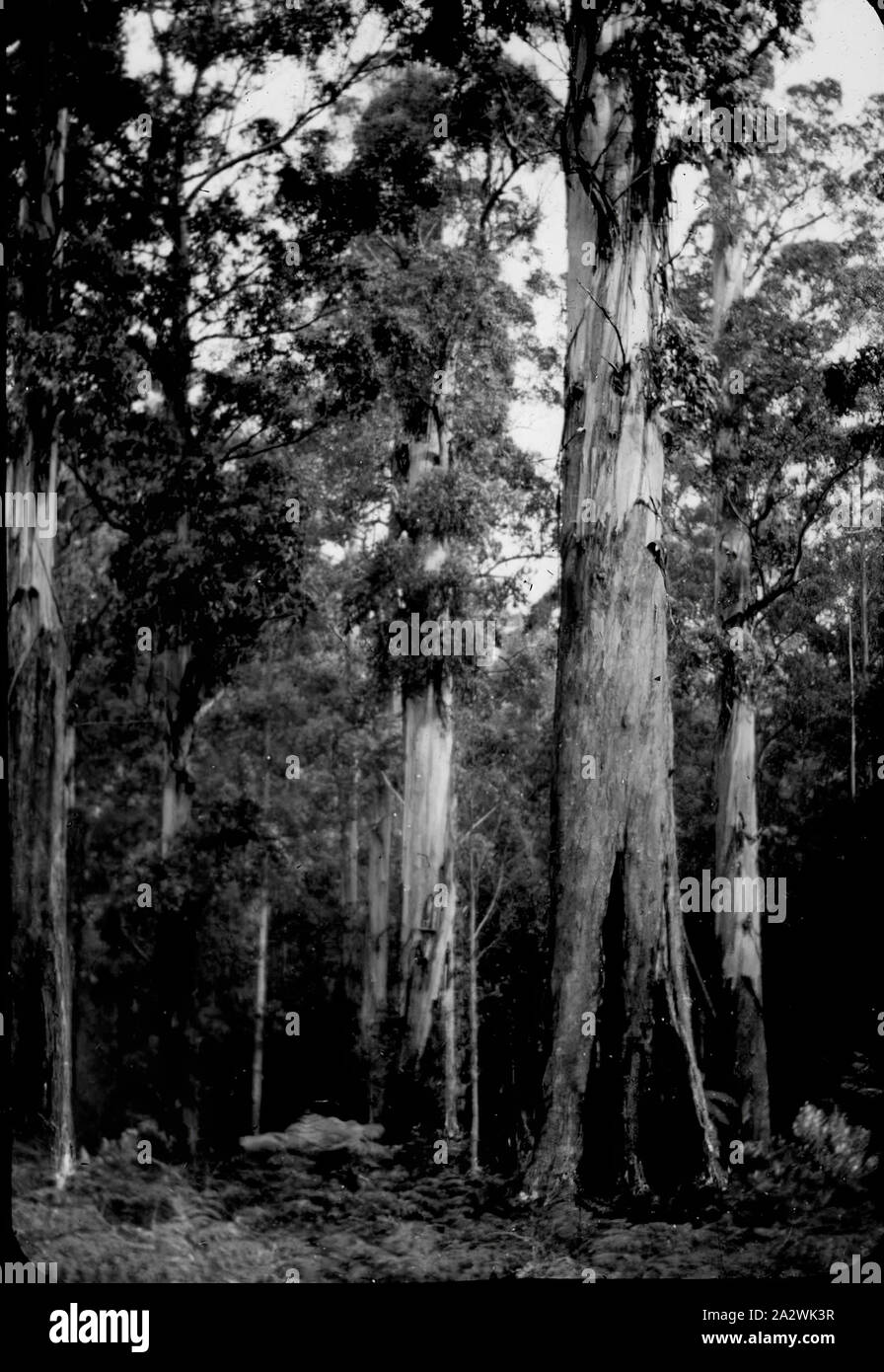 Lantern Slide - Trees, Olinda Falls, Victoria, Date Unknown, Black and ...