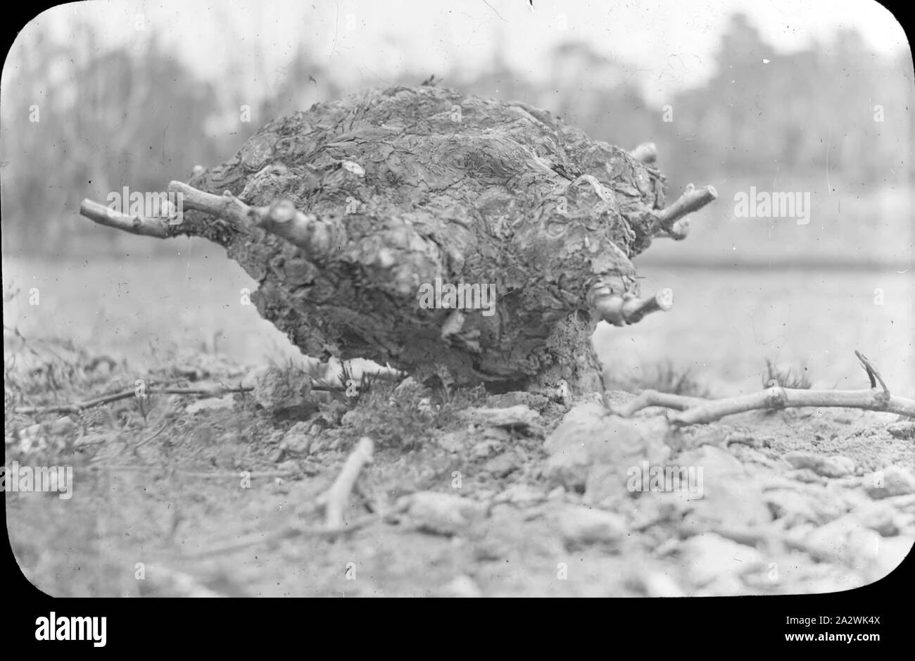 Upturned tree root photographed hi-res stock photography and images - Alamy
