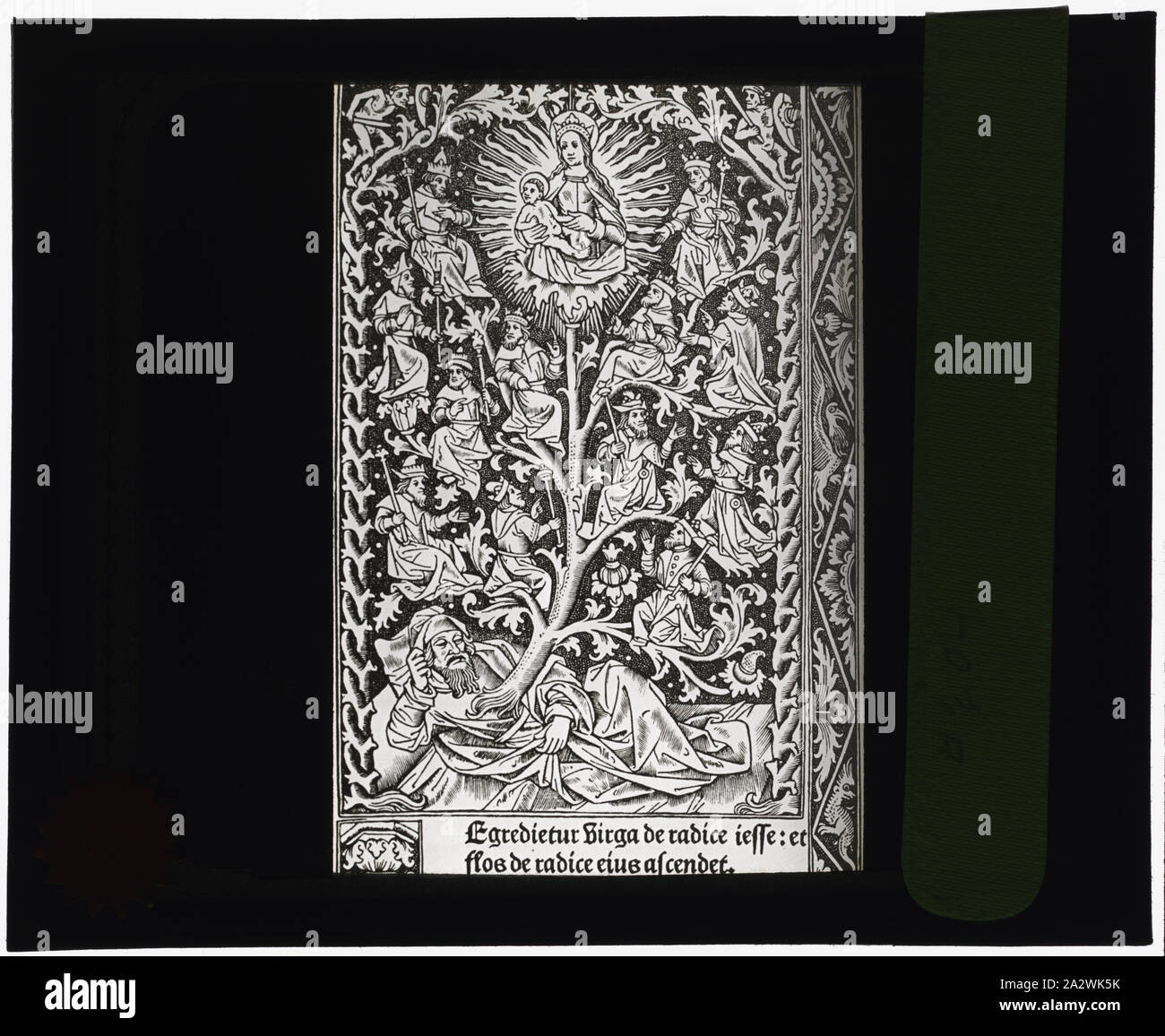 Reproduction of print showing Branch from the Rod of Jesse Stock Photo ...