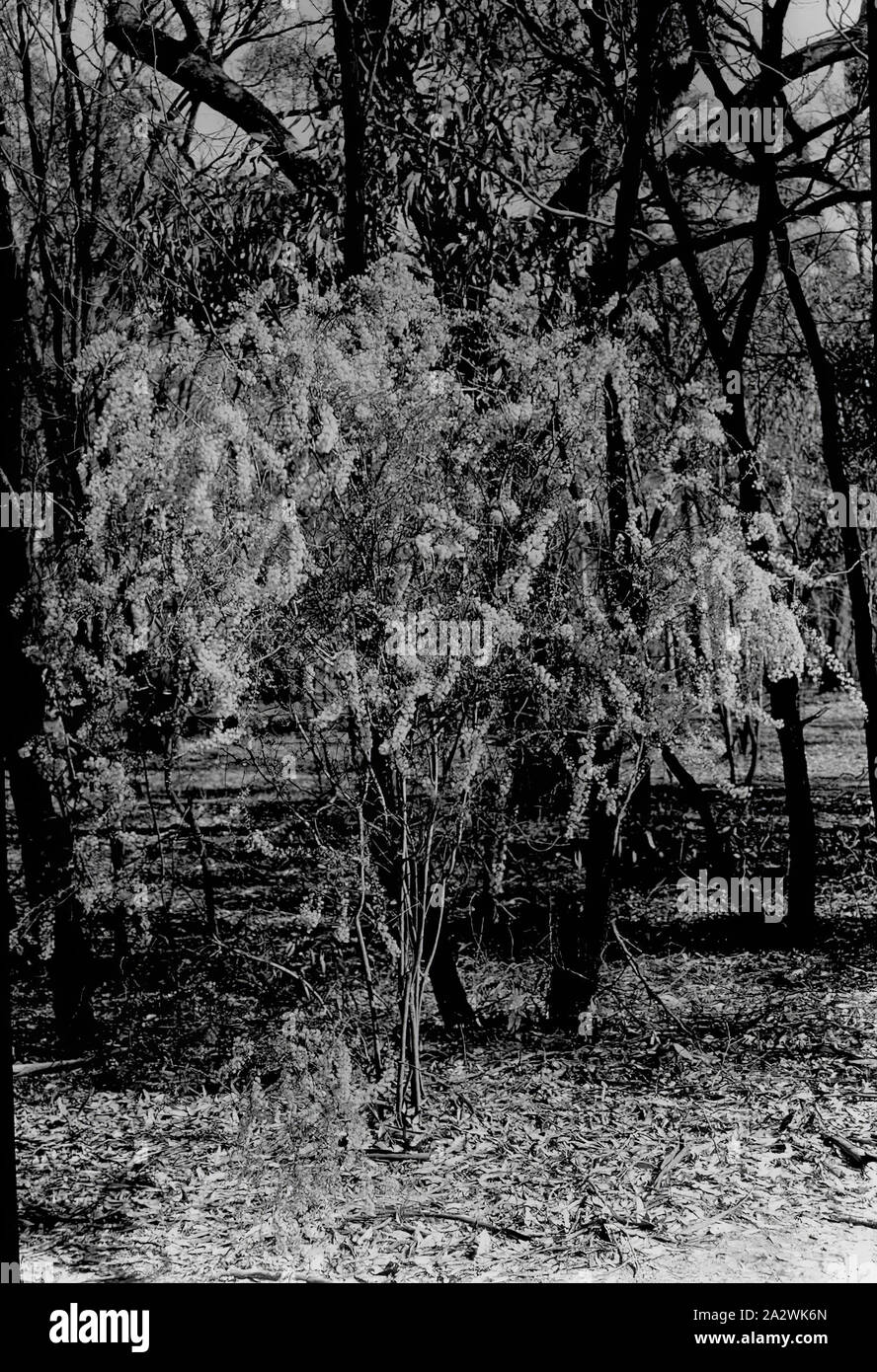 Lantern Slide - Wattle Tree, Australia, Date Unknown, Black and white ...