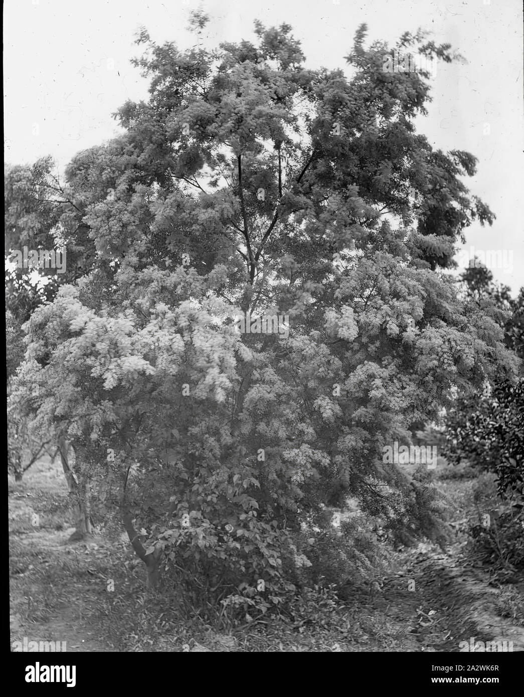 Lantern Slide - Wattle tree, Victoria, Date Unknown, Black and white ...