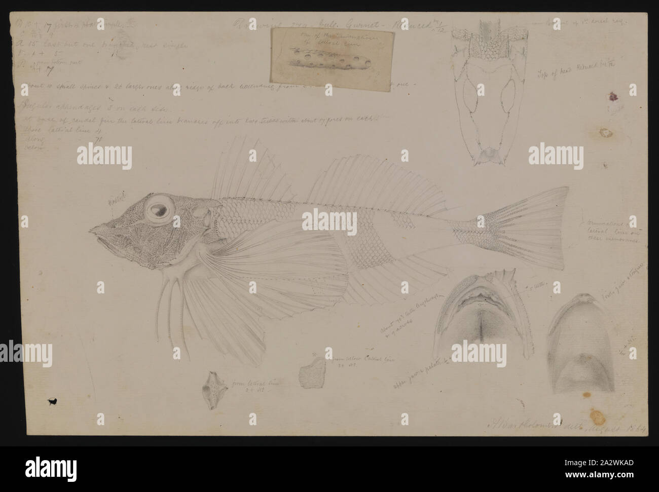 Museums ichthyology collection hi-res stock photography and images - Alamy