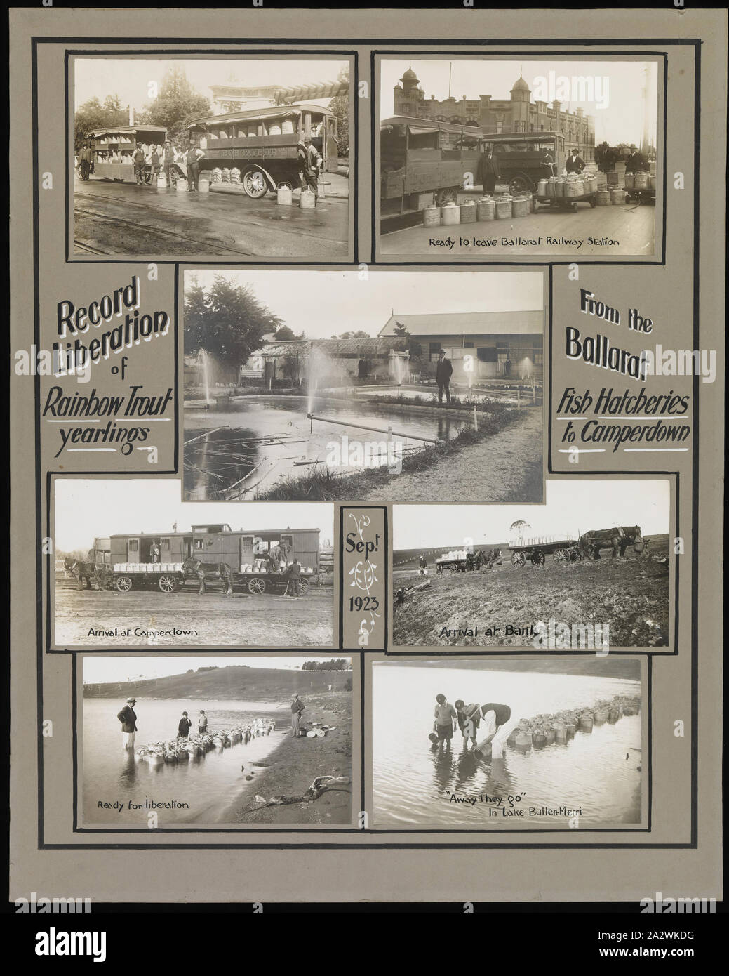 7 september 1923 4100 yearling rainbow trout hi-res stock photography ...