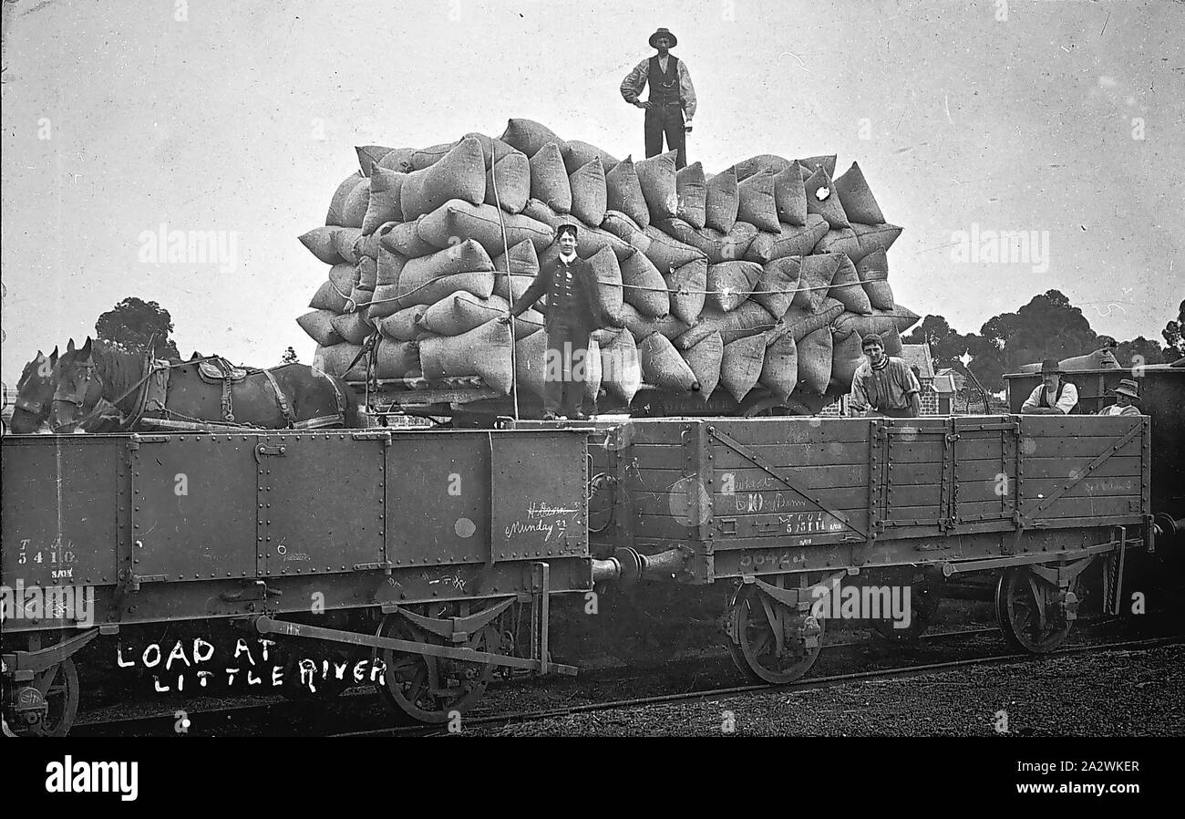 Negative - Little River, Victoria, circa 1915, Transferring chaff from ...