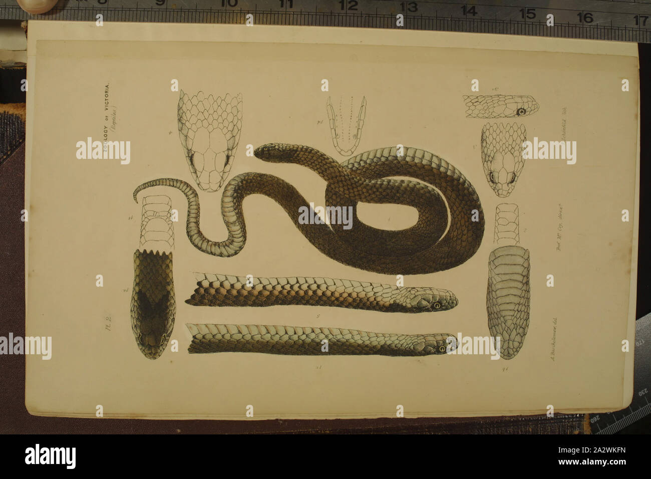 Lithographic colour proof - Lowland Copperhead, Austrelaps superbus ...