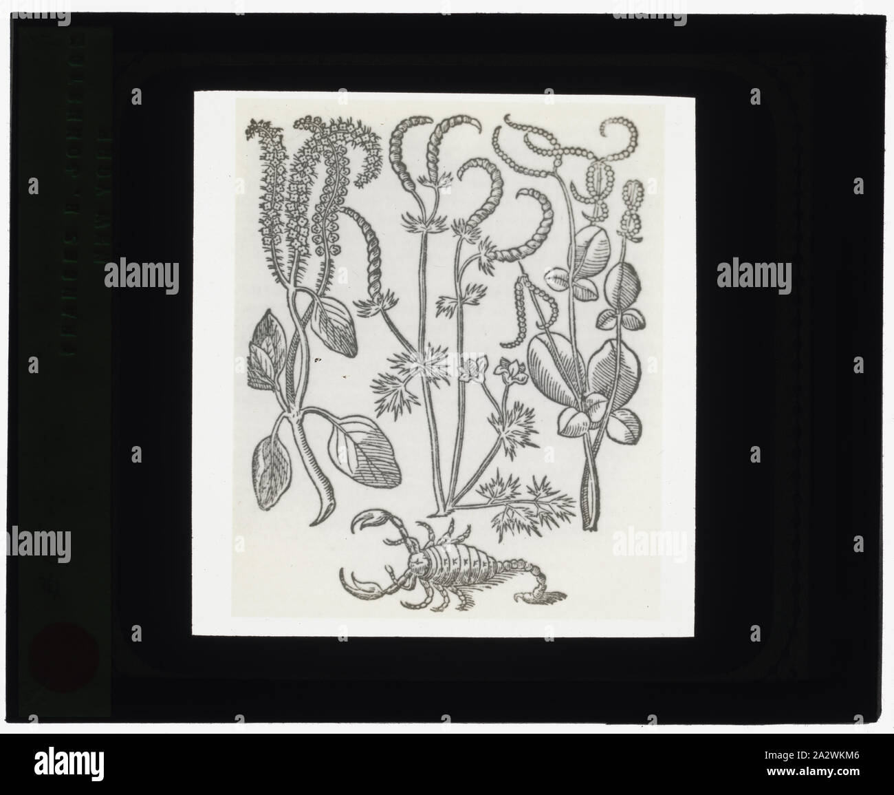 Reproduction of print showing Scorpion plant Stock Photo - Alamy