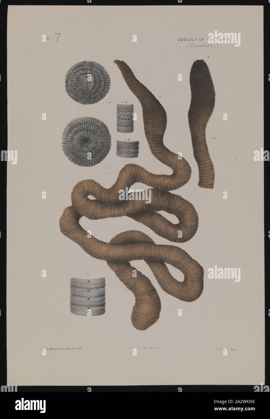 Lithographic colour proof - Giant Gippsland Earthworm, Megascolides ...