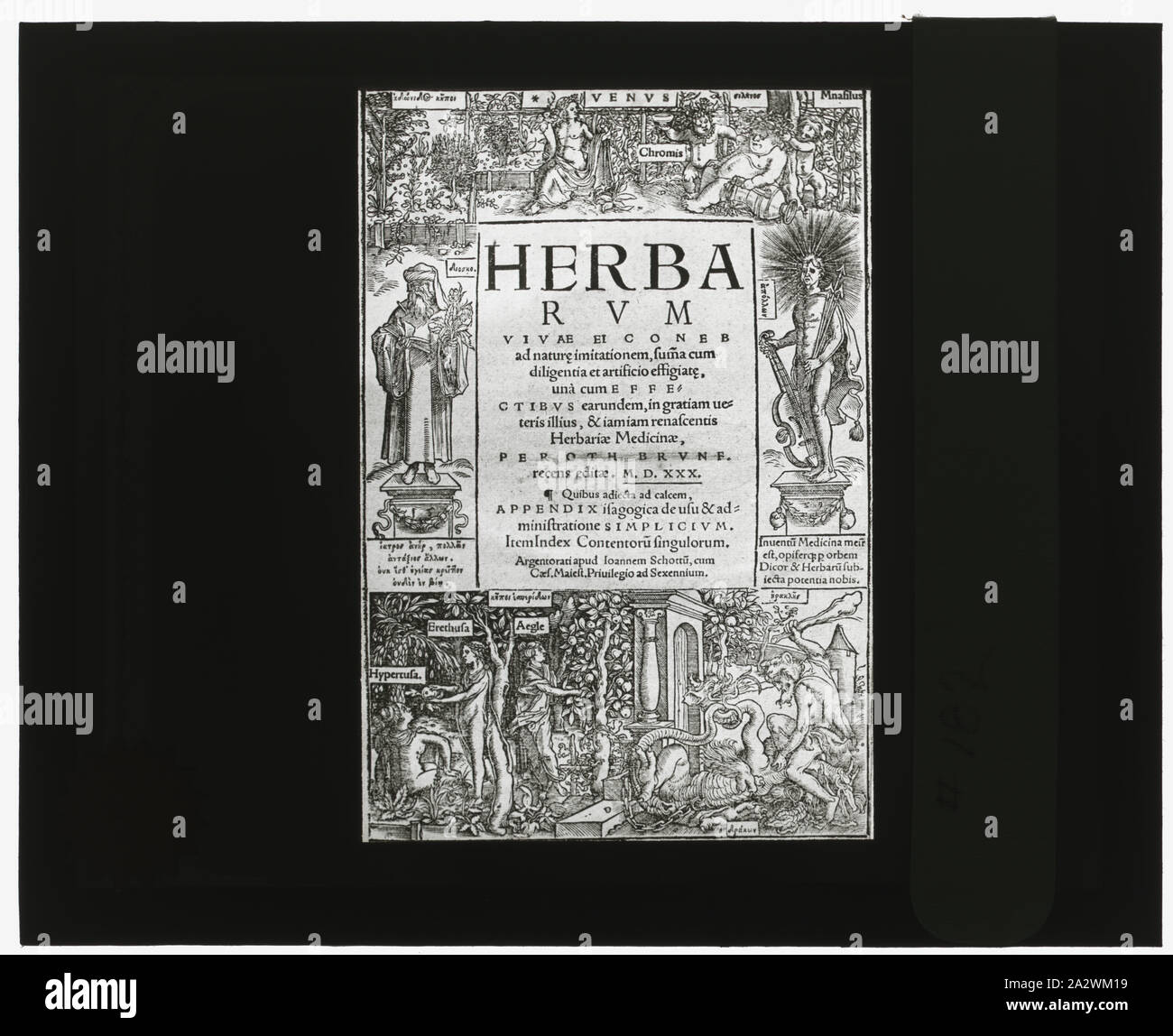 Reproduction of title page for Herbarium vivae eicones by Otto Brunfels ...