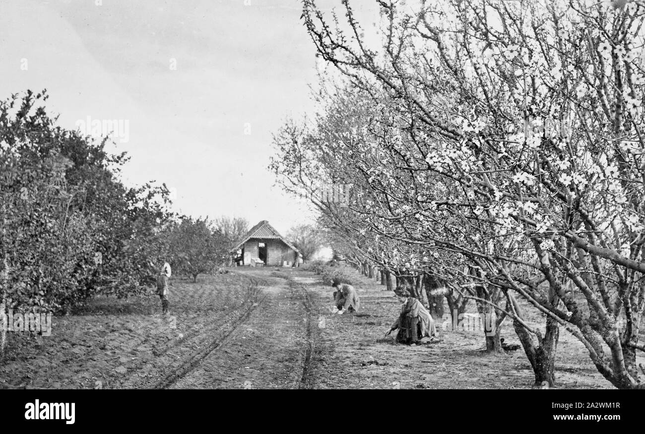 Negative - by Lilian L. Pitts, Merrigum, Victoria, circa 1910s, View of ...