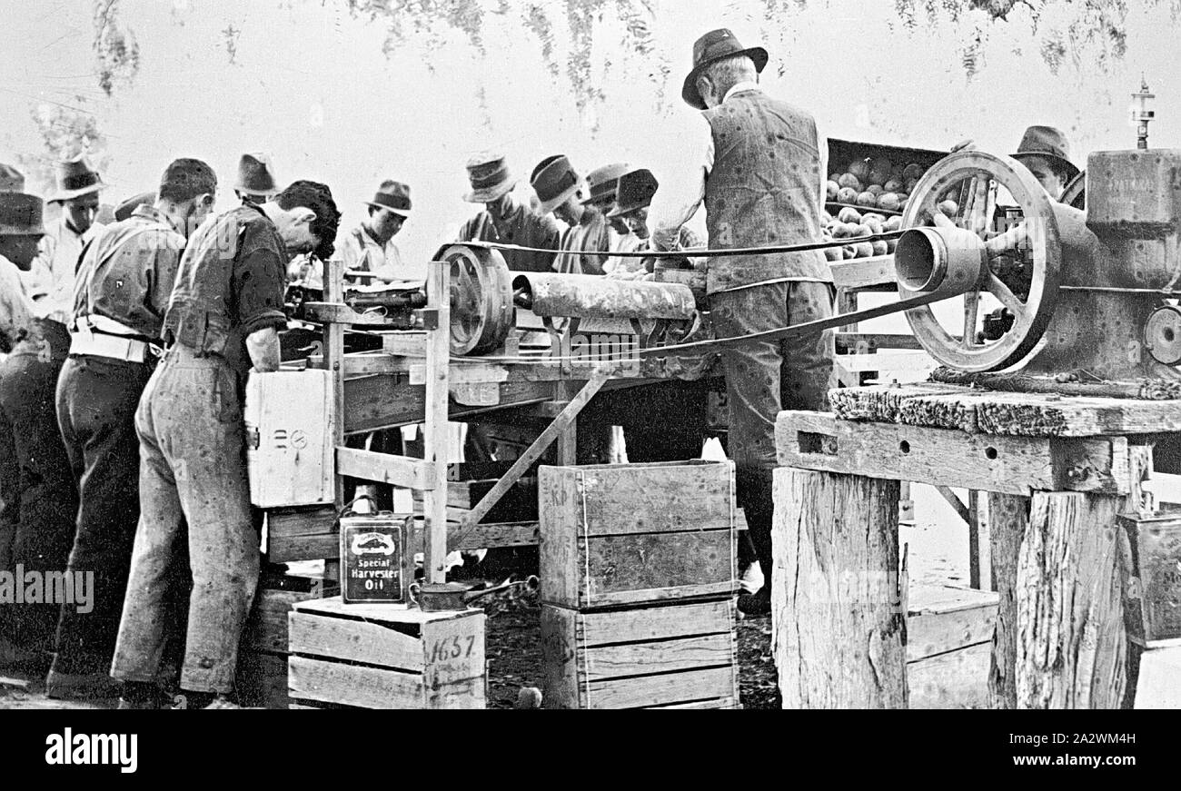 Negative - Group of Men Packing Fruit with The 'Lightning' Fruit Grader ...
