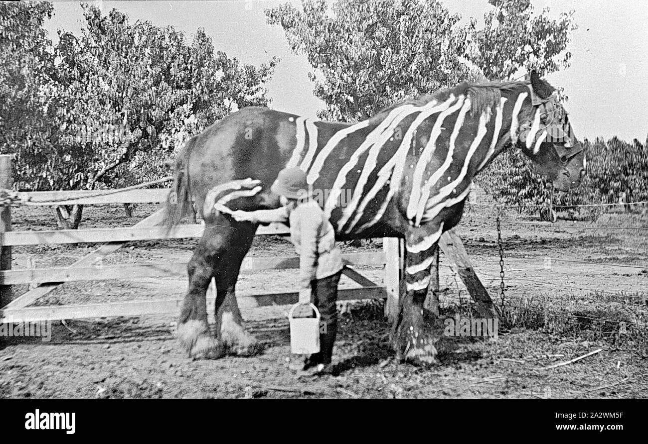 Negative - Boy Painting Zebra Stripes on a Horse, Merrigum, Victoria ...