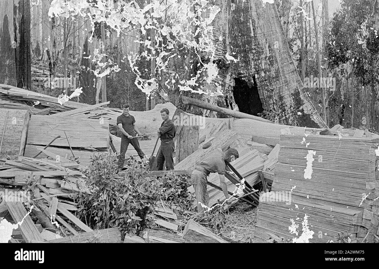 Negative - Three Men Splitting Logs From Tree, Lavers Hill District ...