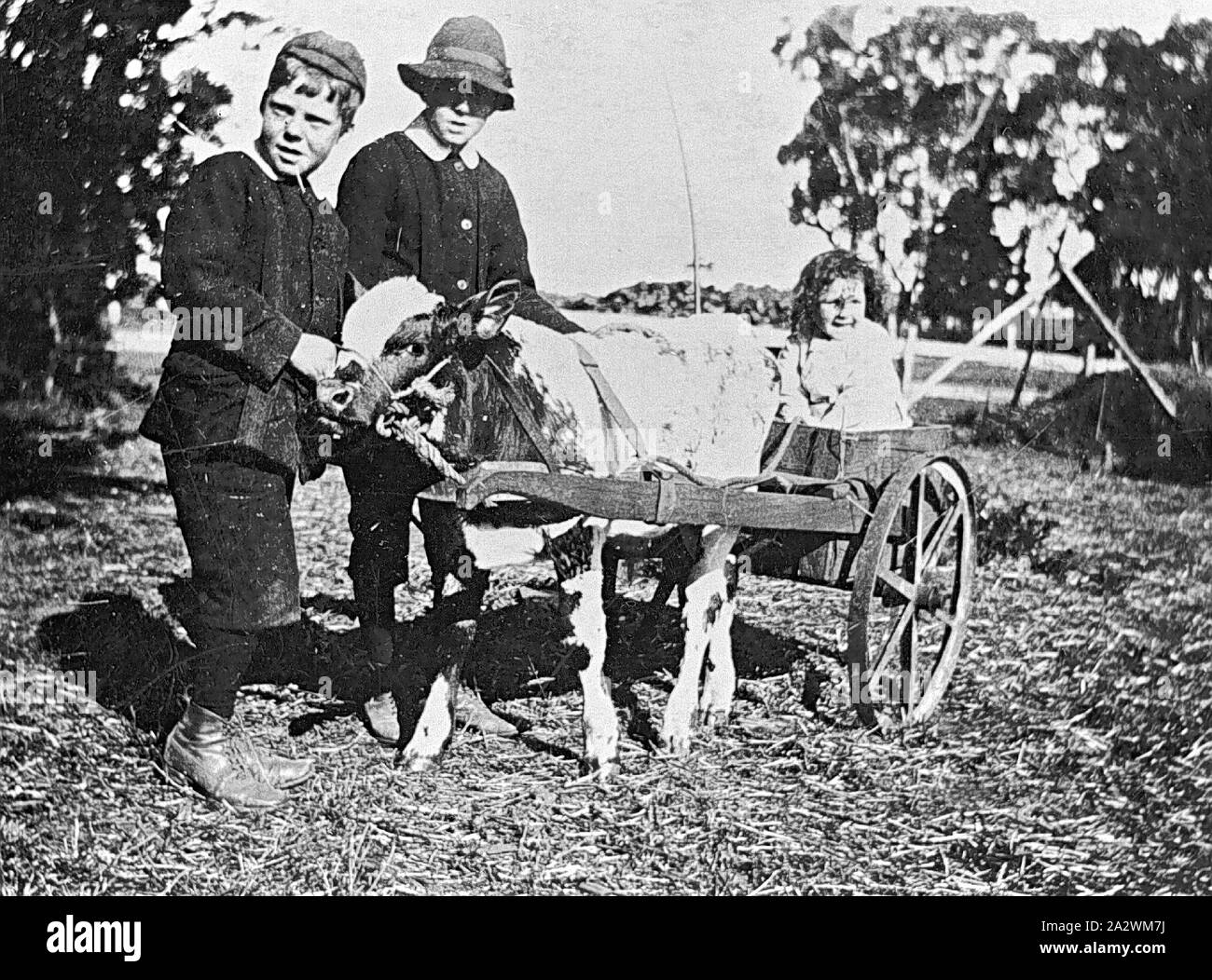 Calf yoked hi-res stock photography and images - Alamy