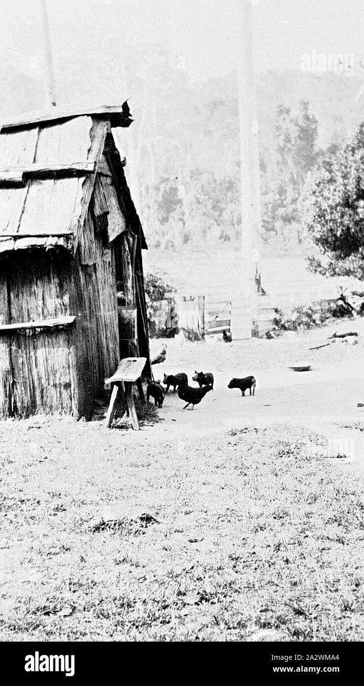 Negative - Bark Hut With Pigs & Poultry, Omeo District, Victoria, circa ...