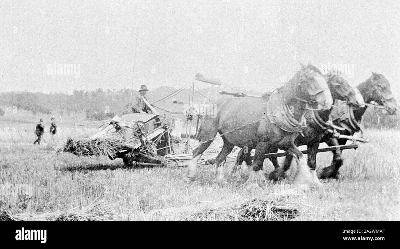 Massey harris horsedrawn 6 ft reaper binder hi-res stock photography ...