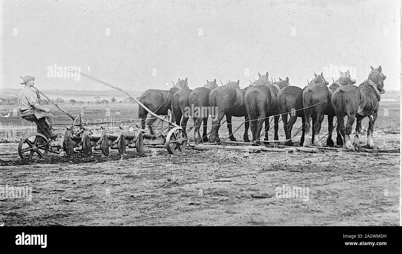 Negative - Eight Horse Ploughing Team With a Five Disc Plough, Muchea ...
