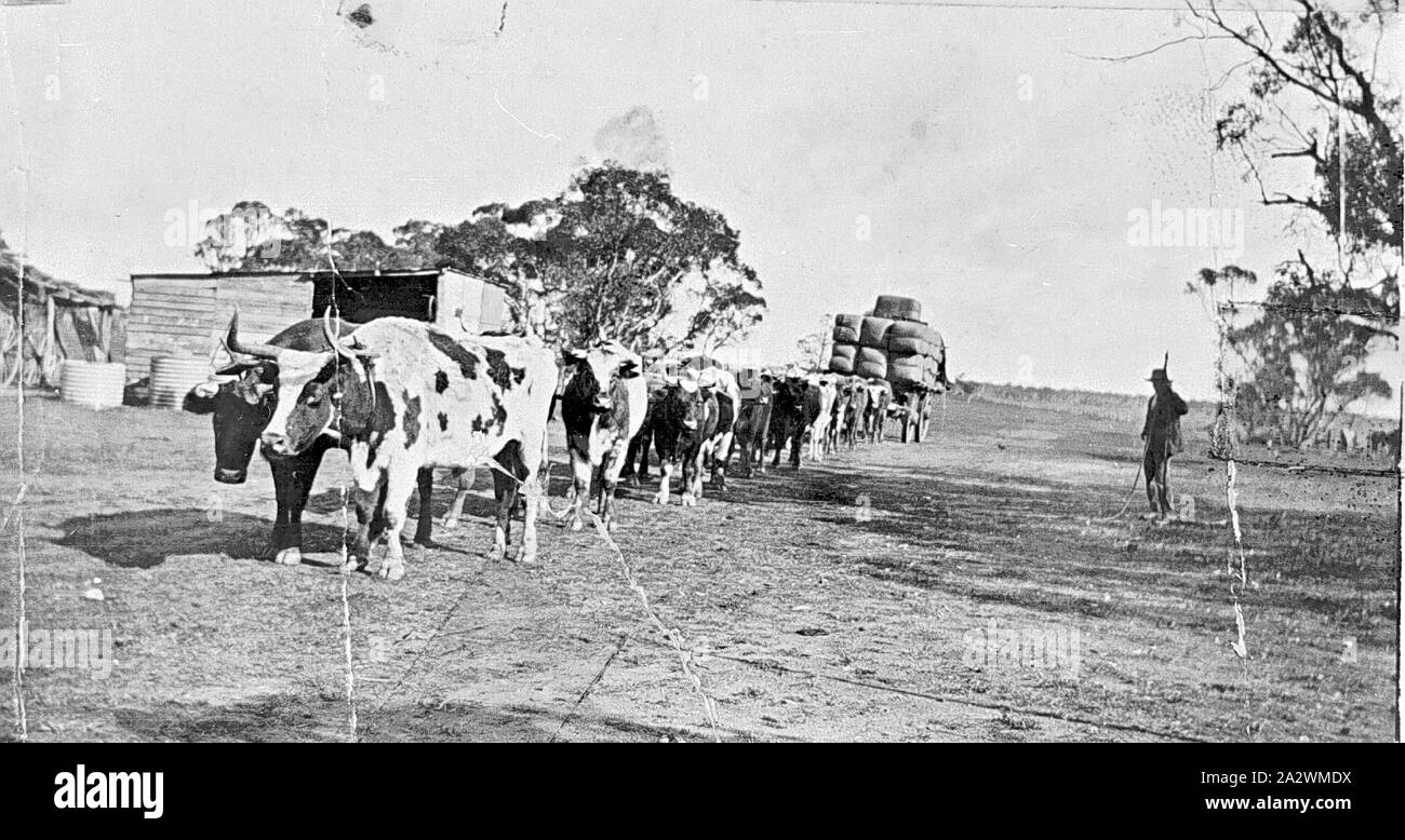 Negative - Bullock Team With a Wagon Loaded With Woolbales, Rokewood ...