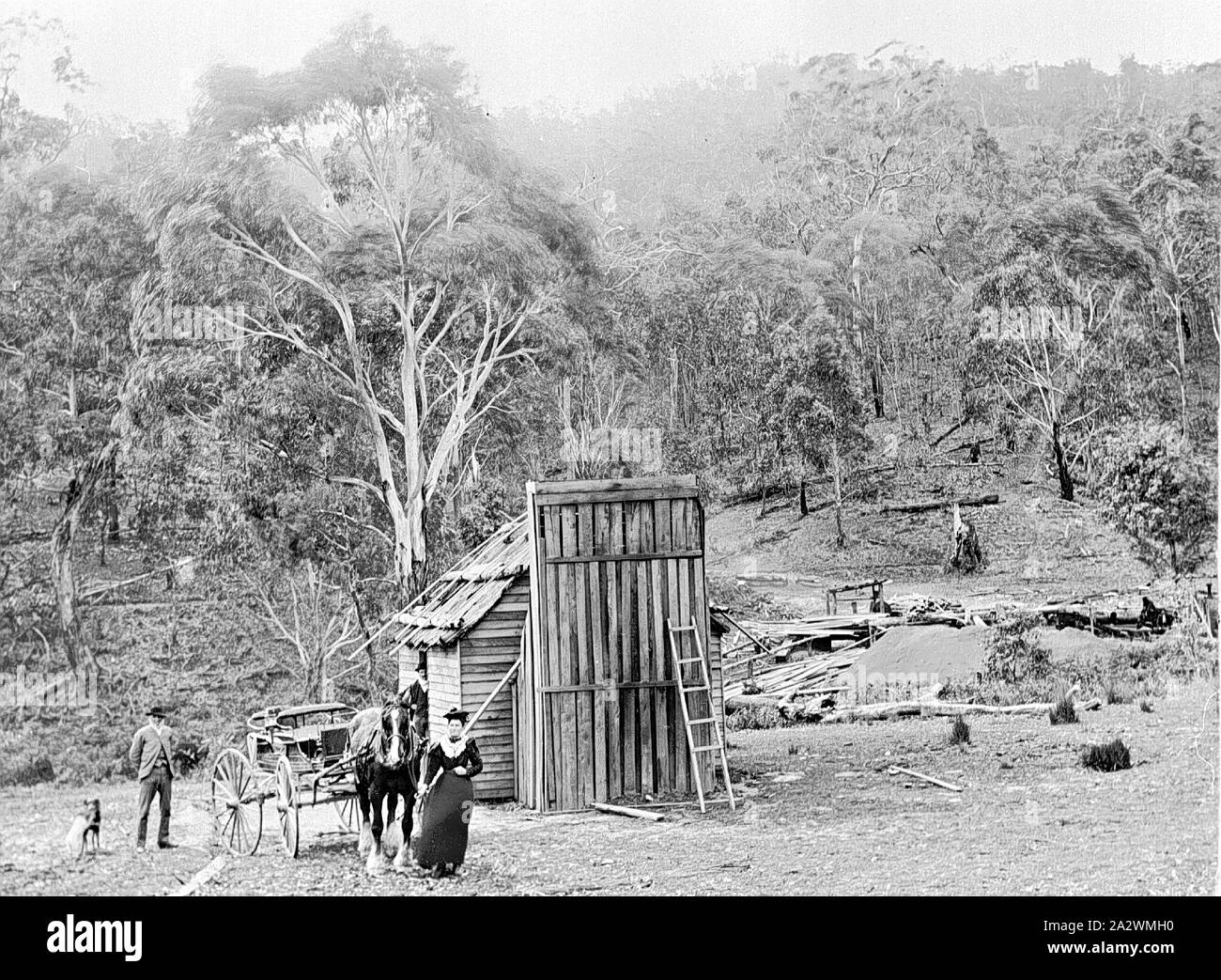 Negative - Man & Woman With a Horse & Cart in Front of Sawmill, Mount ...