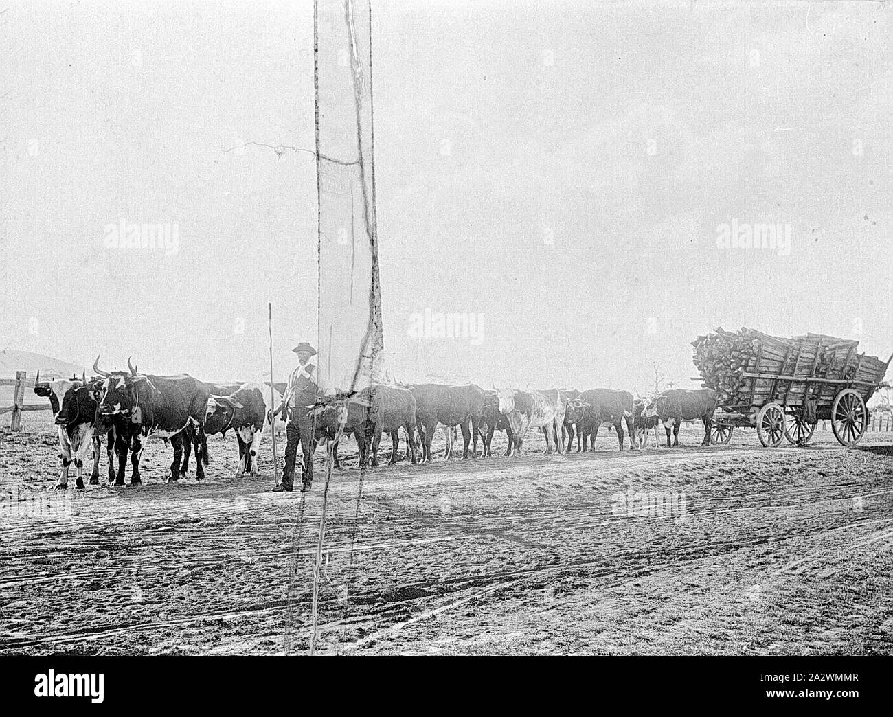 Negative - Bullock Team Pulling a Wagon Laden With Timber, Smeaton ...