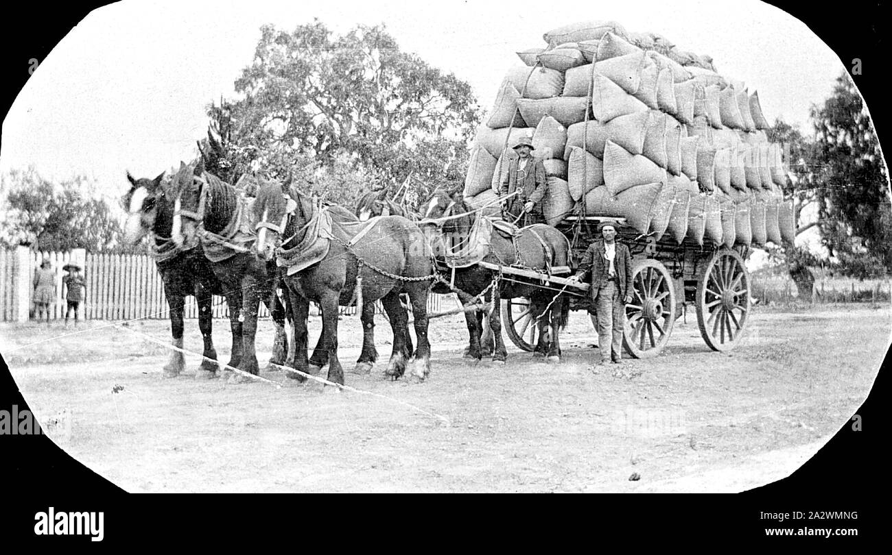 Negative - George & Charlie Gillett With Team of Horses & Wagon Load of ...