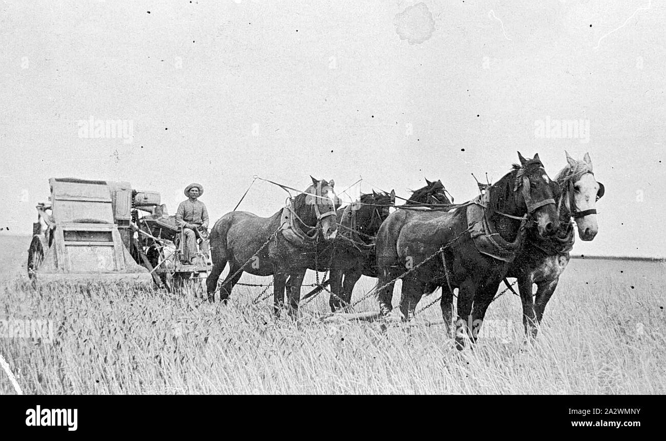 Horses Harvesting Grain High Resolution Stock Photography and Images ...