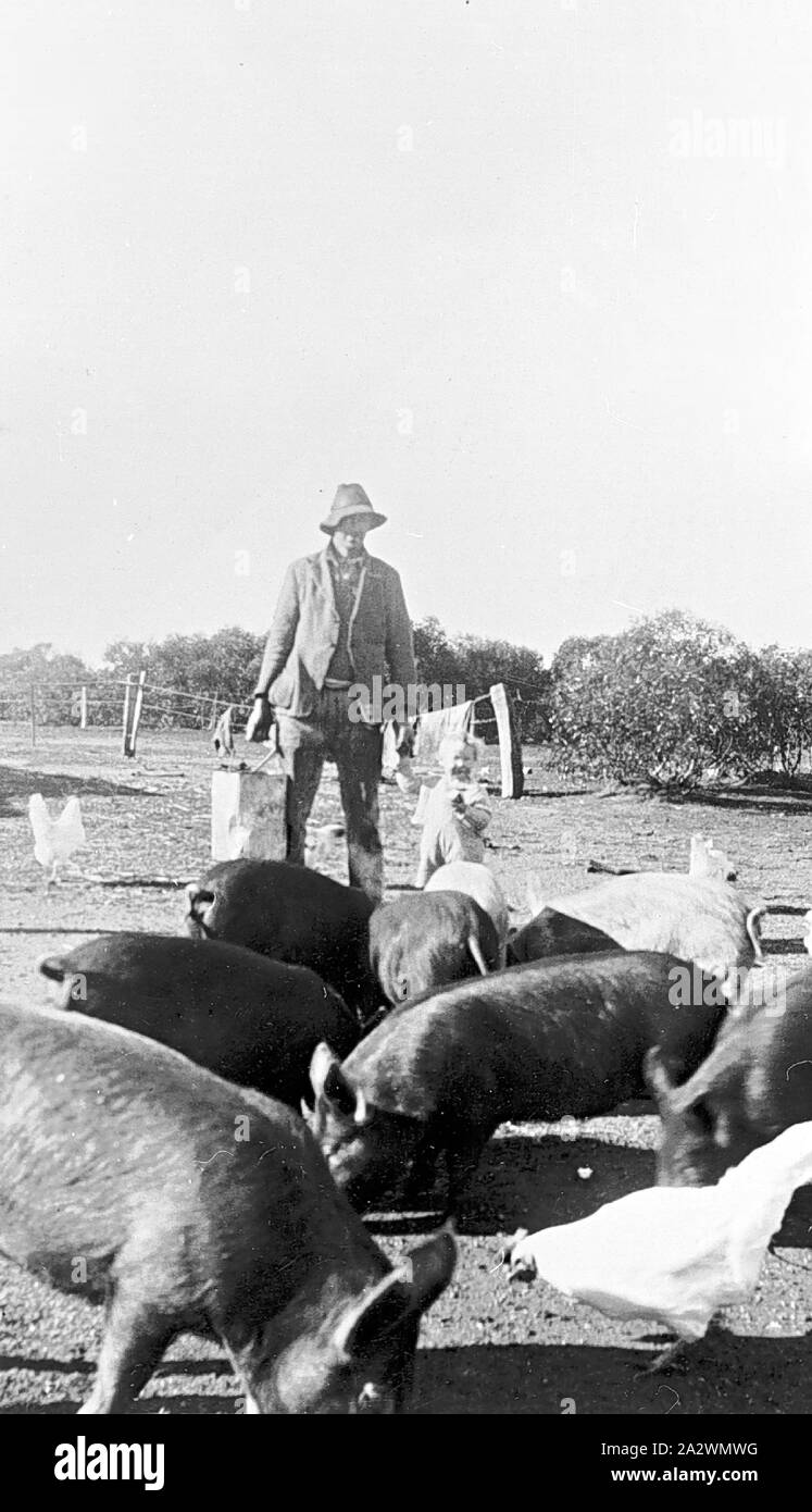 Boy feeding pigs hi-res stock photography and images - Alamy