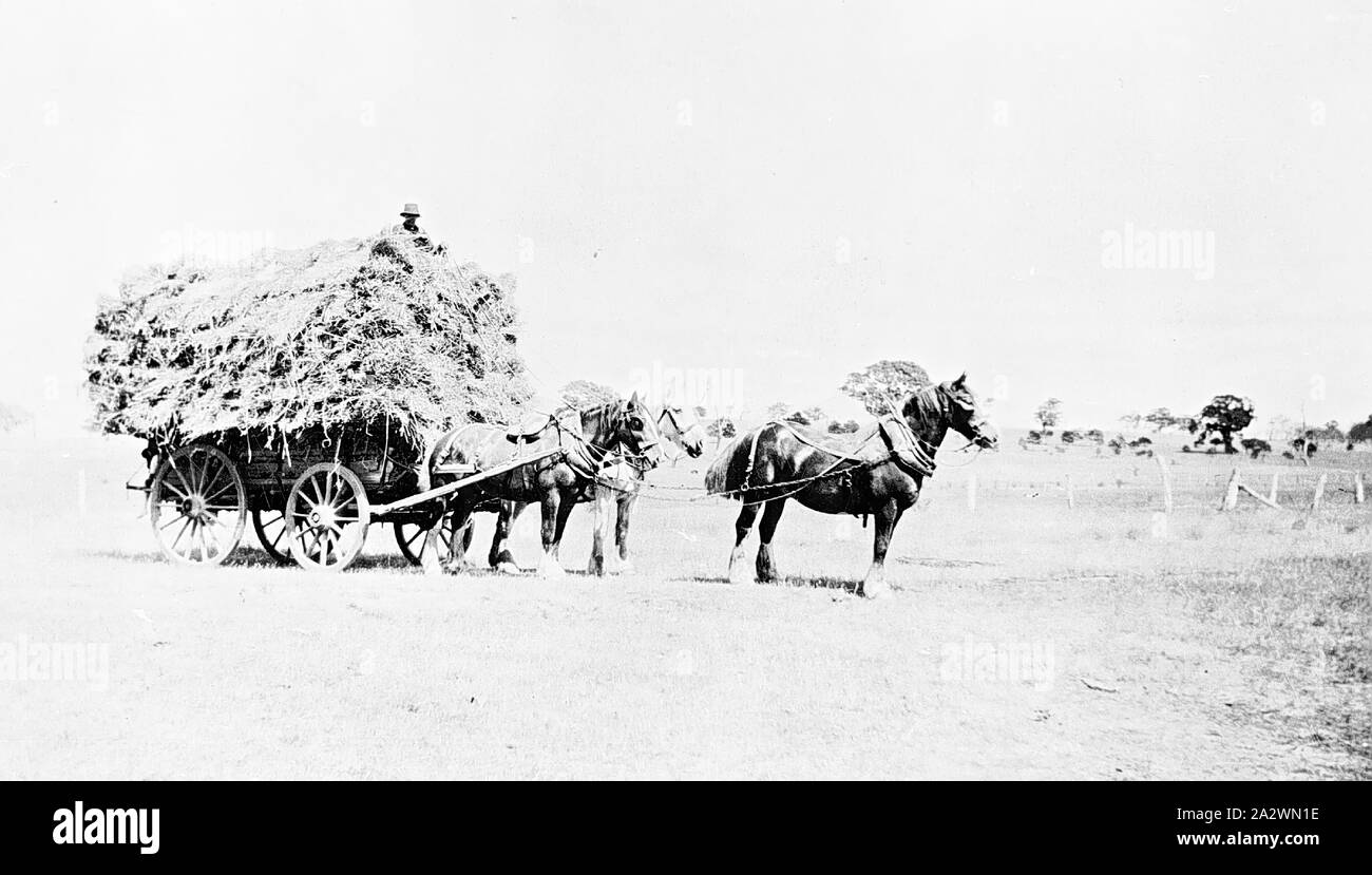Negative - Man on a Wagon Load of Hay Drawn by Three Horses, Moyston ...