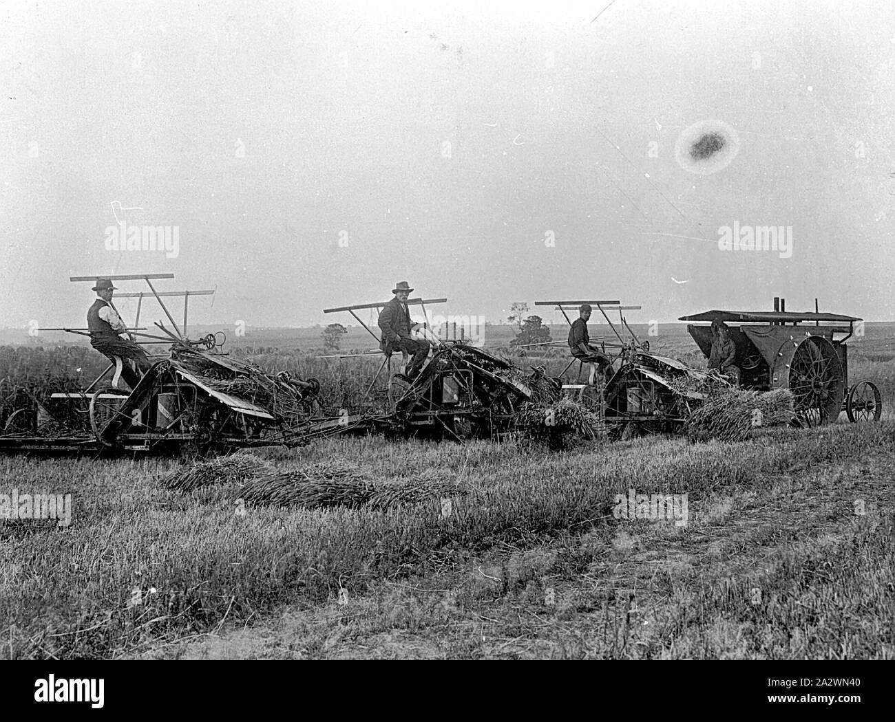 Negative - Three Osborne Reapers Pulled by a Jelbart Engine, Victoria ...