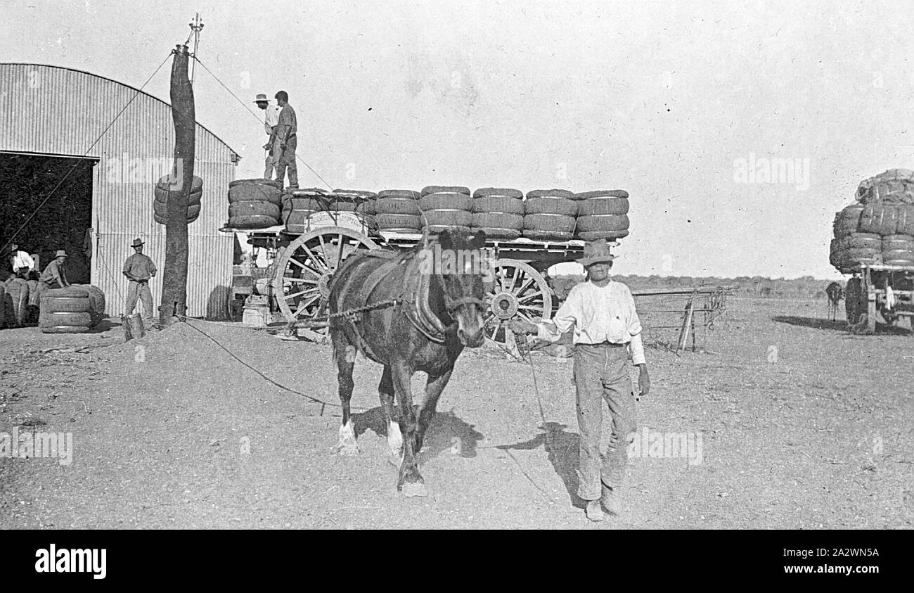 Negative - Winching Woolbales onto Wagons on 'Portland Downs' Station ...