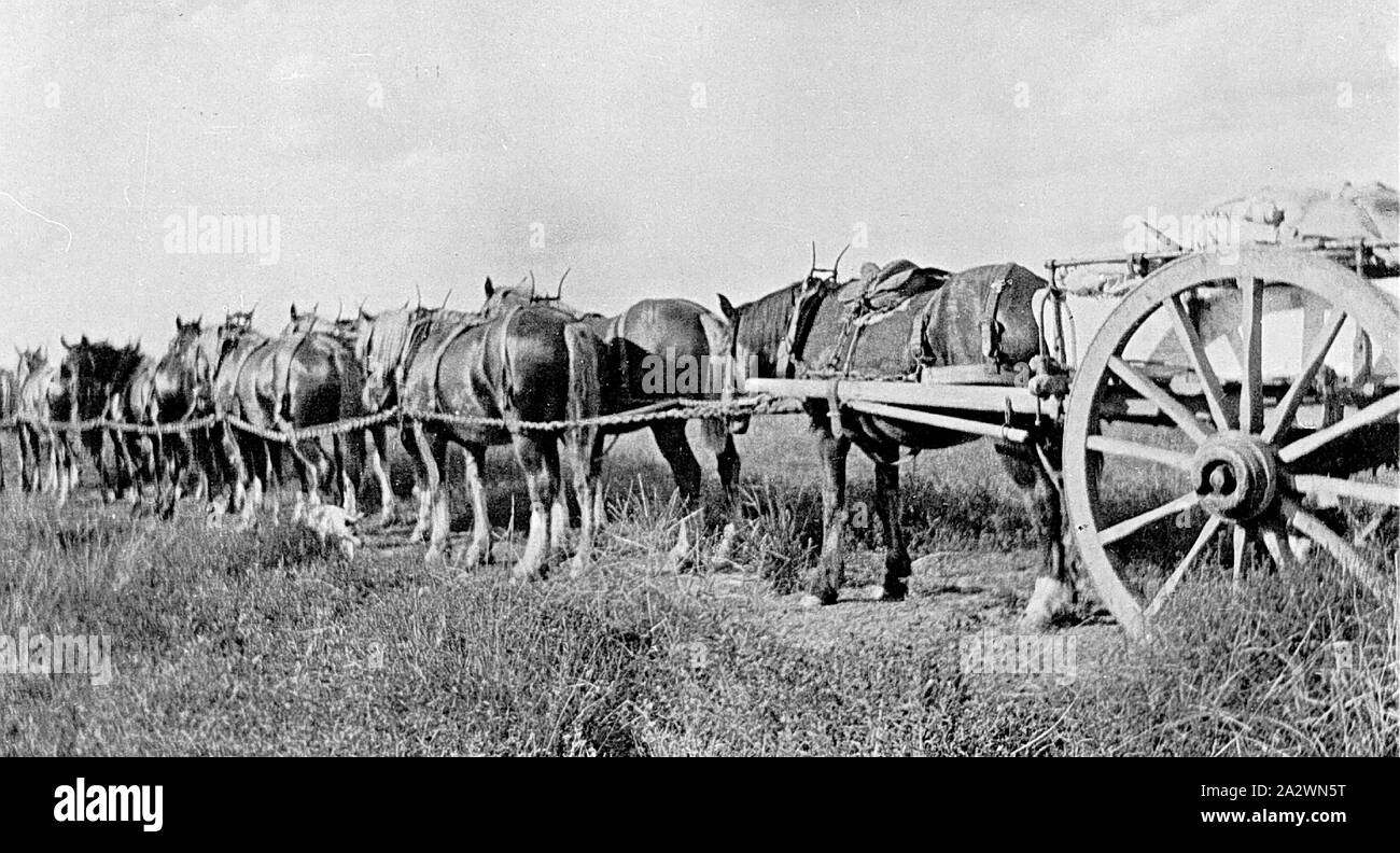 Negative - Wagon Team on 'Portland Downs' Station, Isisford District ...