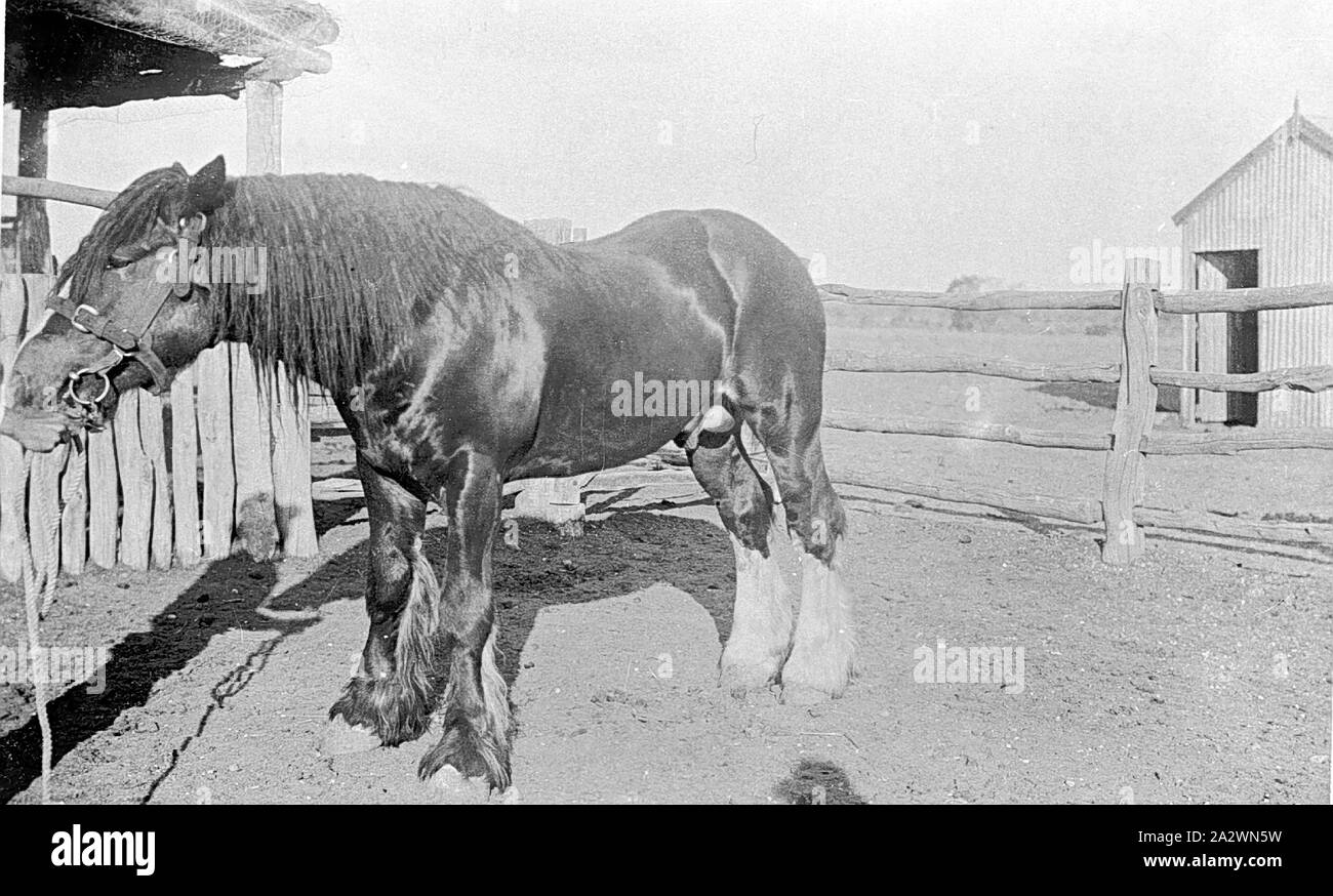Negative - Horse in the Yard on 'Portland Downs' Station, Isisford ...