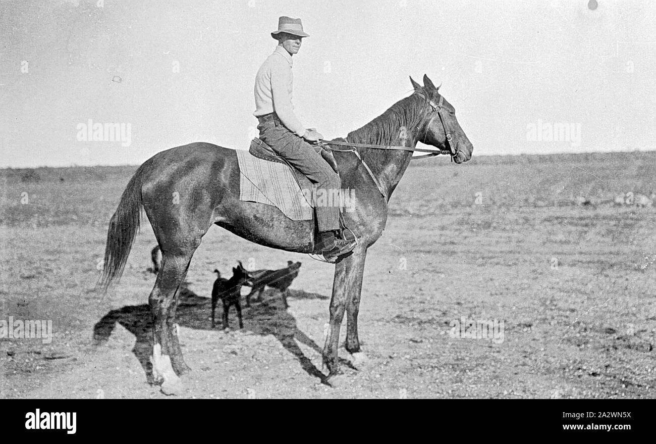Negative - Boundary Rider, 'Portland Downs' Station, Isisford ...