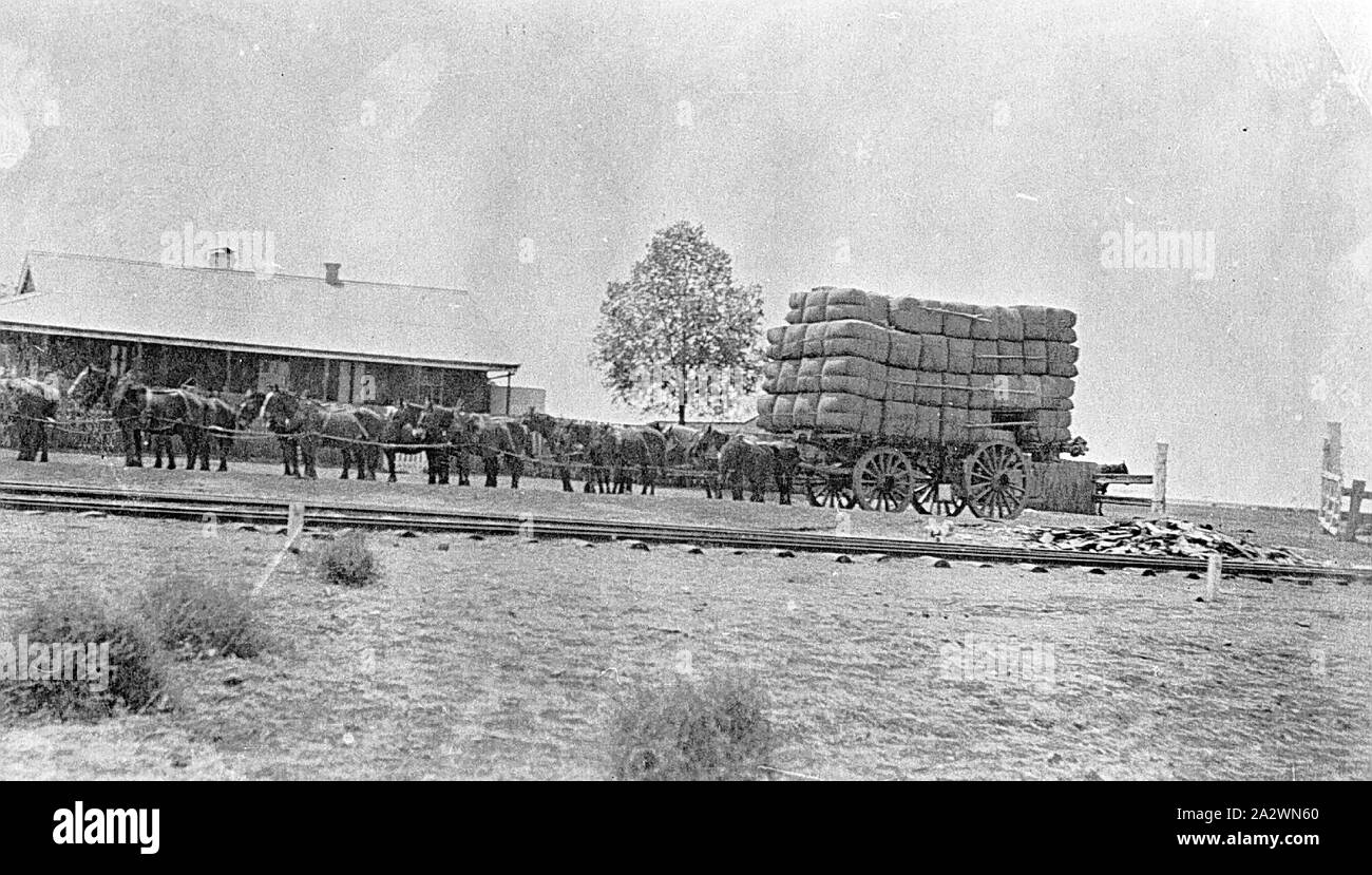 Negative - Horses Pulling a Wagon Laden With Wool Bales on 'Portland ...