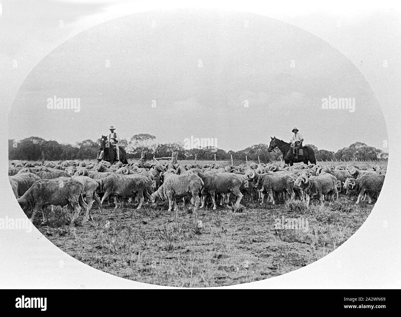 Negative - Men Mustering Sheep on 'Portland Downs' Station, Isisford ...