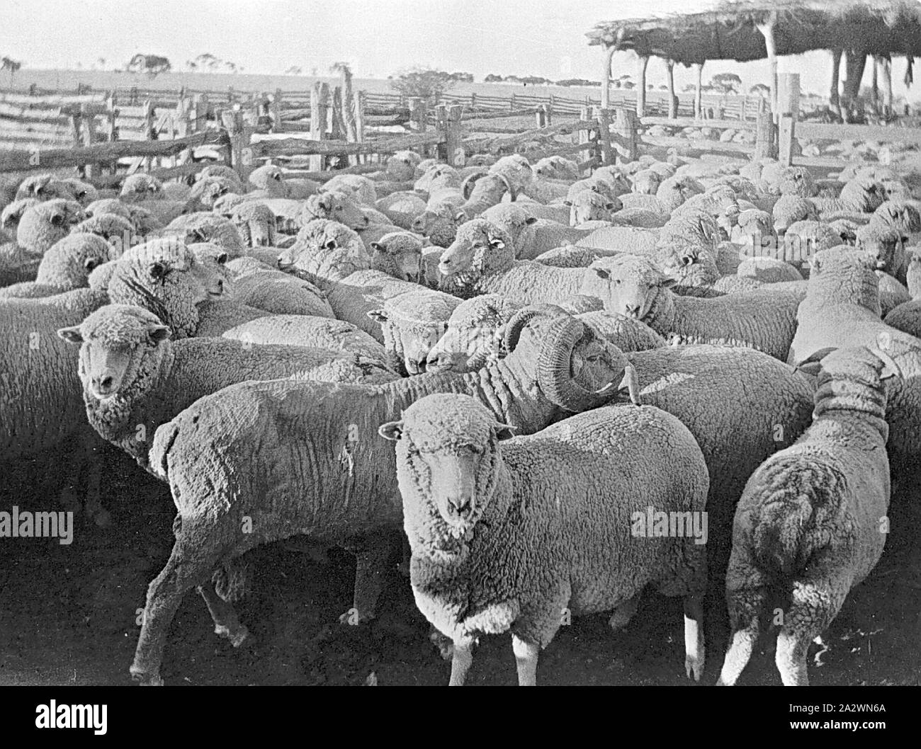 Negative - Sheep in Yard on 'Portland Downs' Station, Isisford District ...
