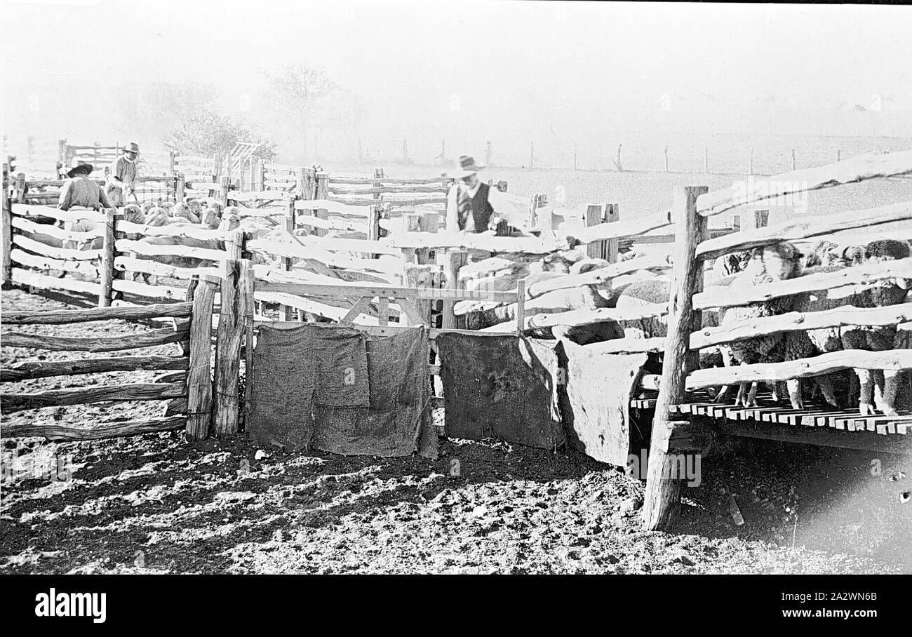 Negative - Mustering Sheep into the Woolshed on 'Portland Downs ...
