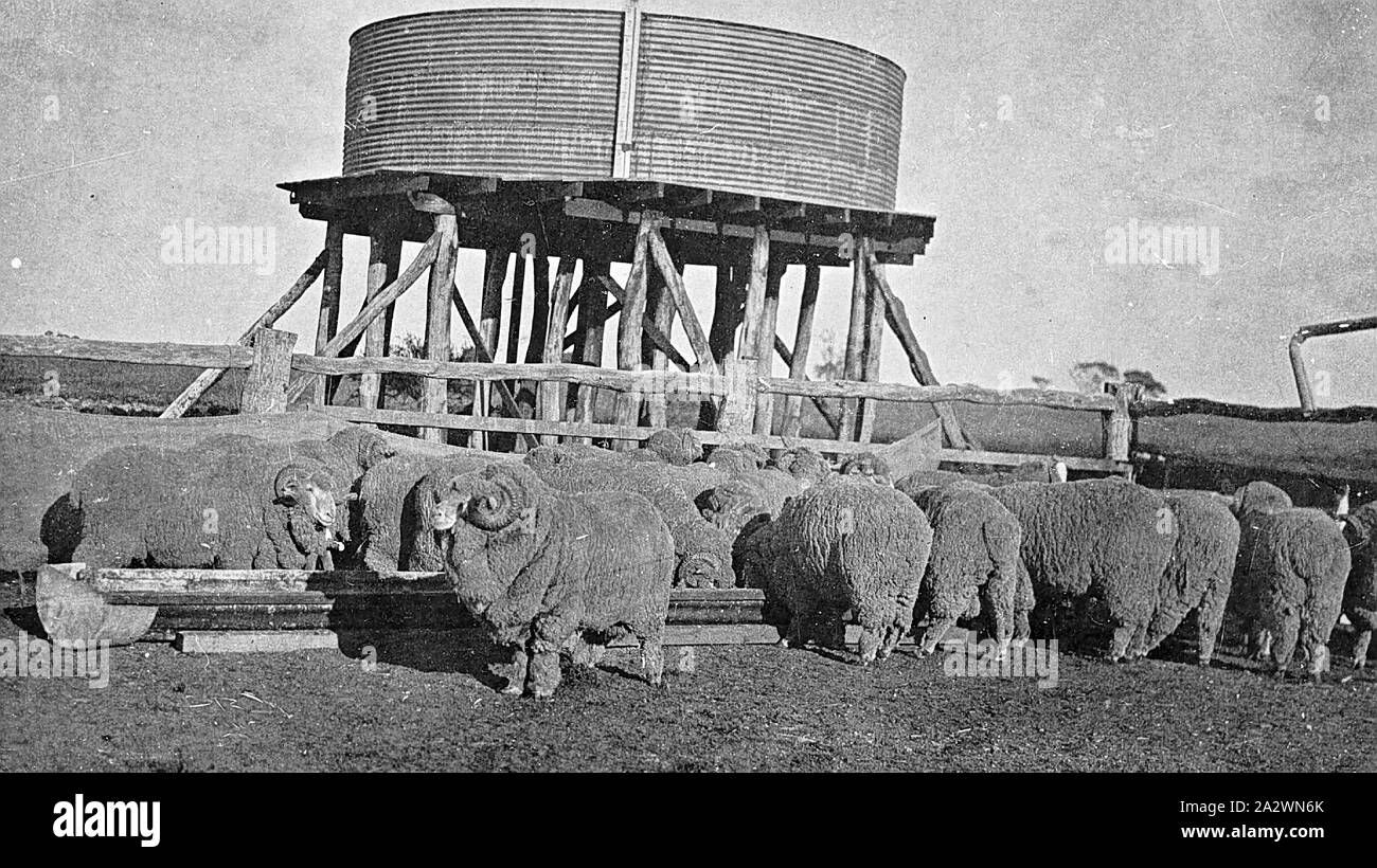 Negative - Sheep at a Water Trough on 'Portland Downs' Station ...